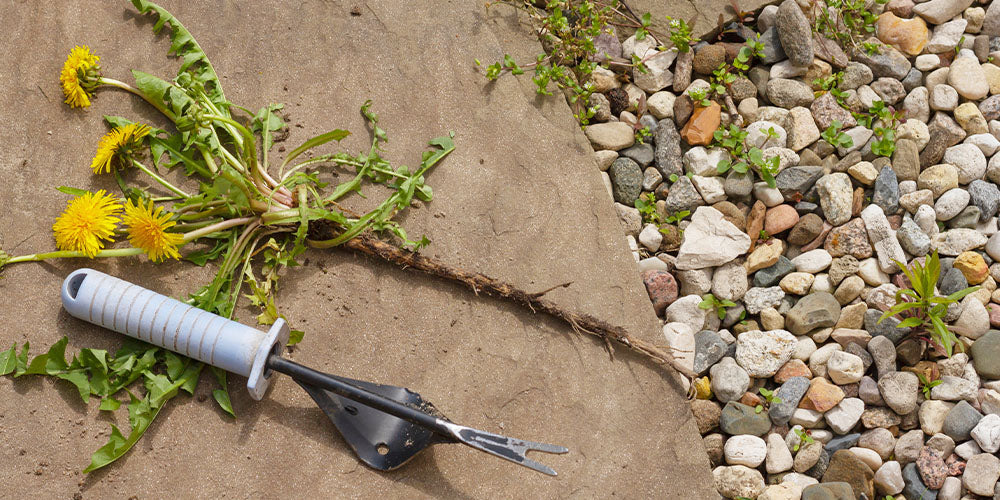 How to Control Dandelions and Other Common Weeds – wallacegardencenter