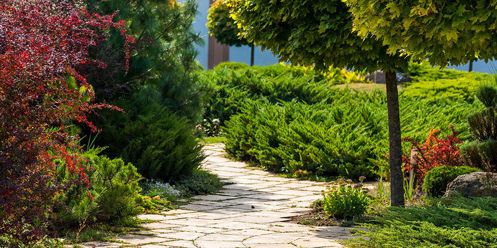 How to Plant Trees and Shrubs – wallacegardencenter