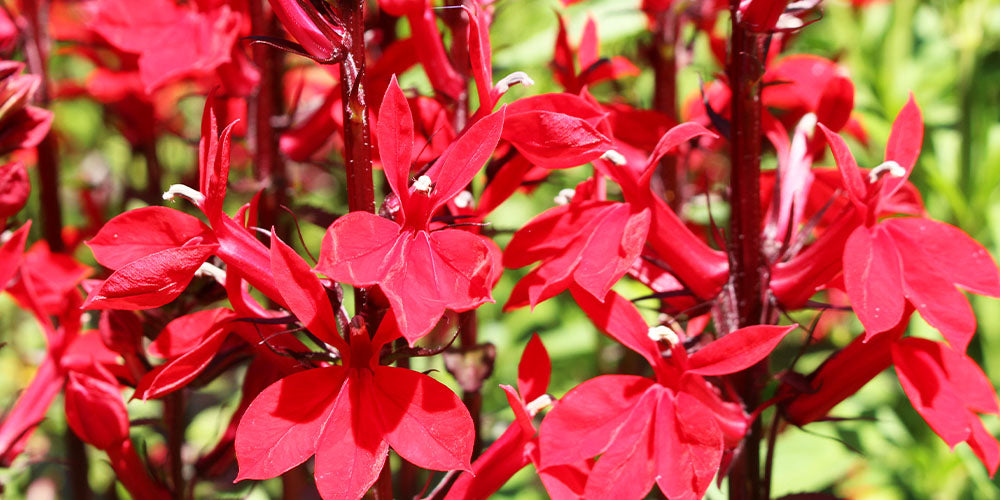 Red Hot July Perennials – wallacegardencenter