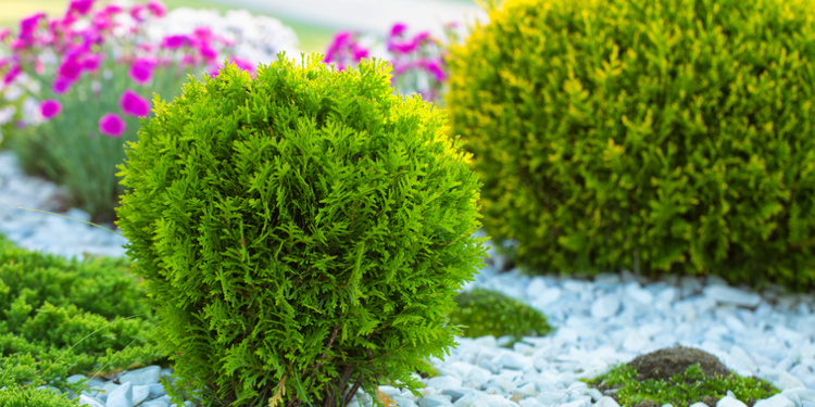 Small Evergreens for Your Landscape – wallacegardencenter