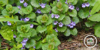 Vines Be Gone! How to Get Rid of Creeping Charlie – wallacegardencenter