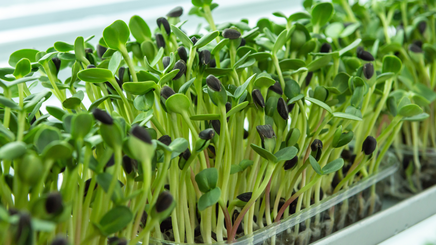 How to Grow Edible Microgreens at Home Year-Round – wallacegardencenter