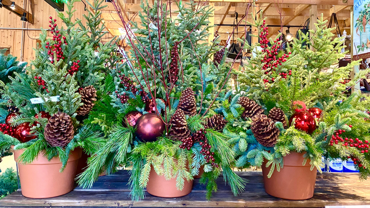 Wicked Winter Pots: How to Make the Best Cool-Season Container Display ...